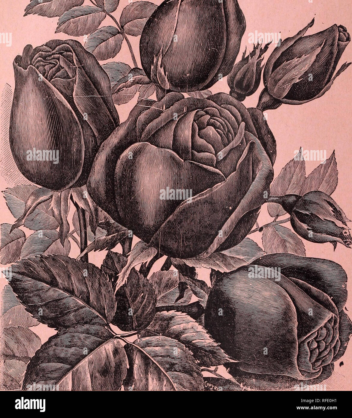 Buff beauty rose hi-res stock photography and images - Alamy