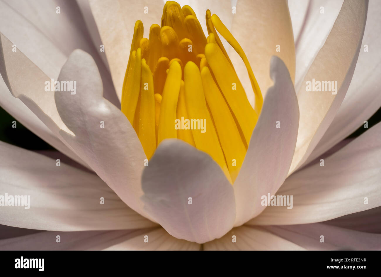 White Lotus with yellow eye on focus. Top down view with smooth white ...