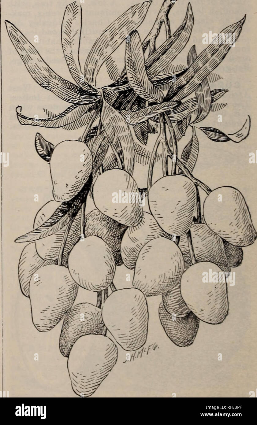 Mango Tree Pencil Drawing