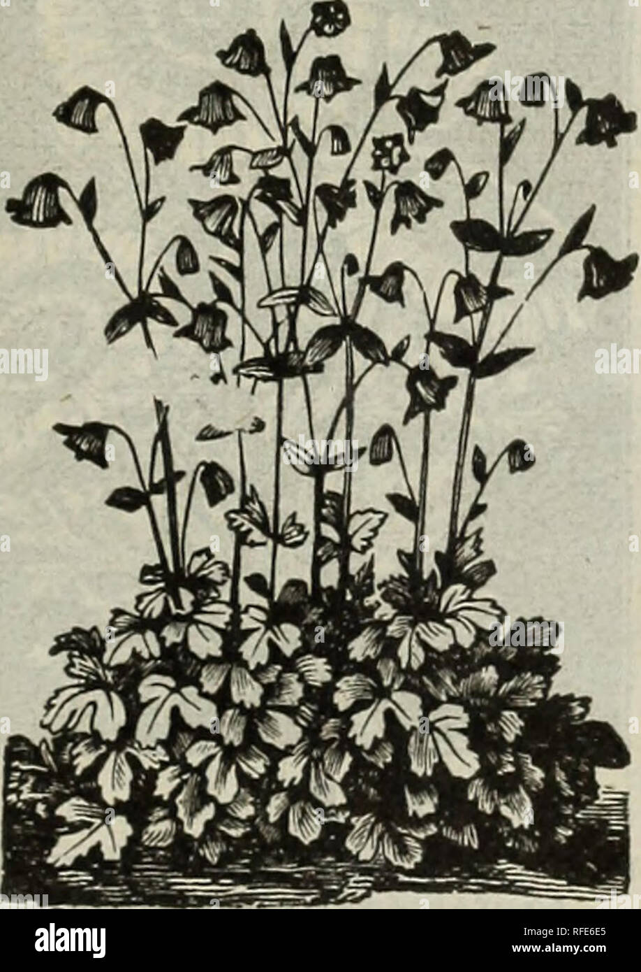 . The Geo. H. Mellen Co. : 1902. Nursery stock Ohio Springfield ...