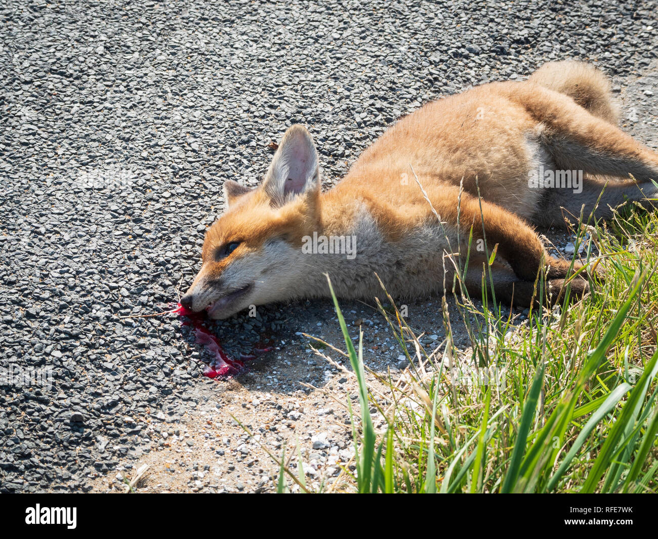 Mad Red Fox Died