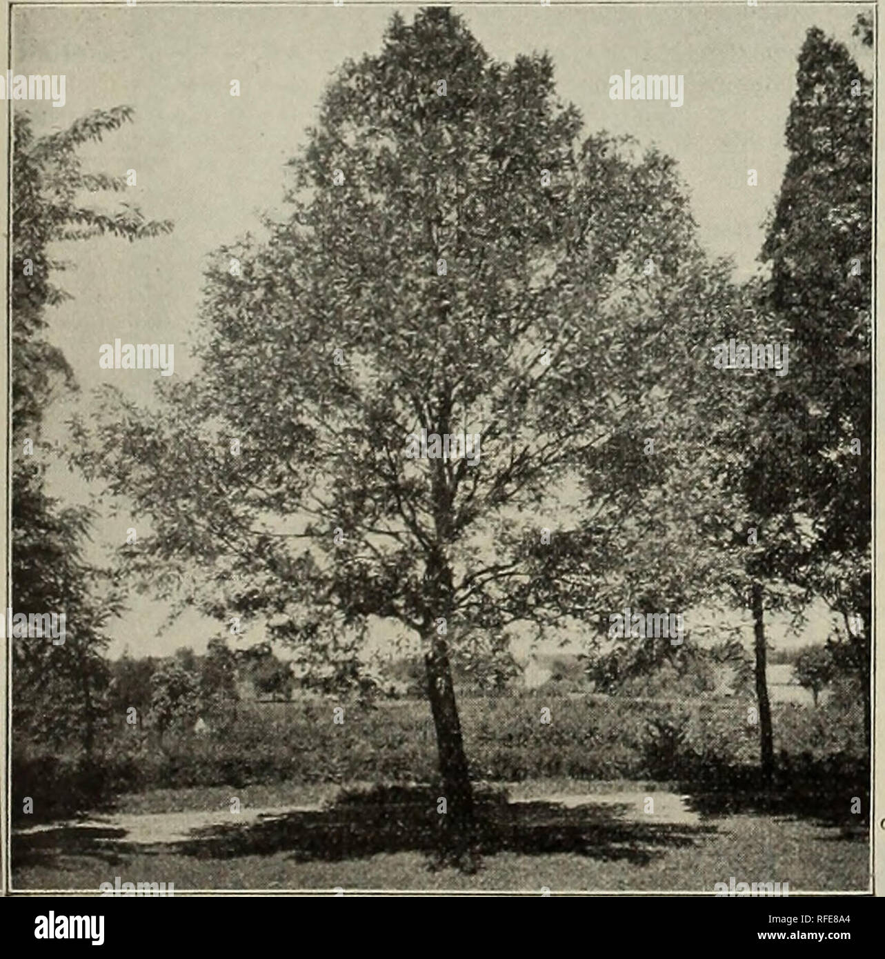 Quercus heterophylla hi-res stock photography and images - Alamy