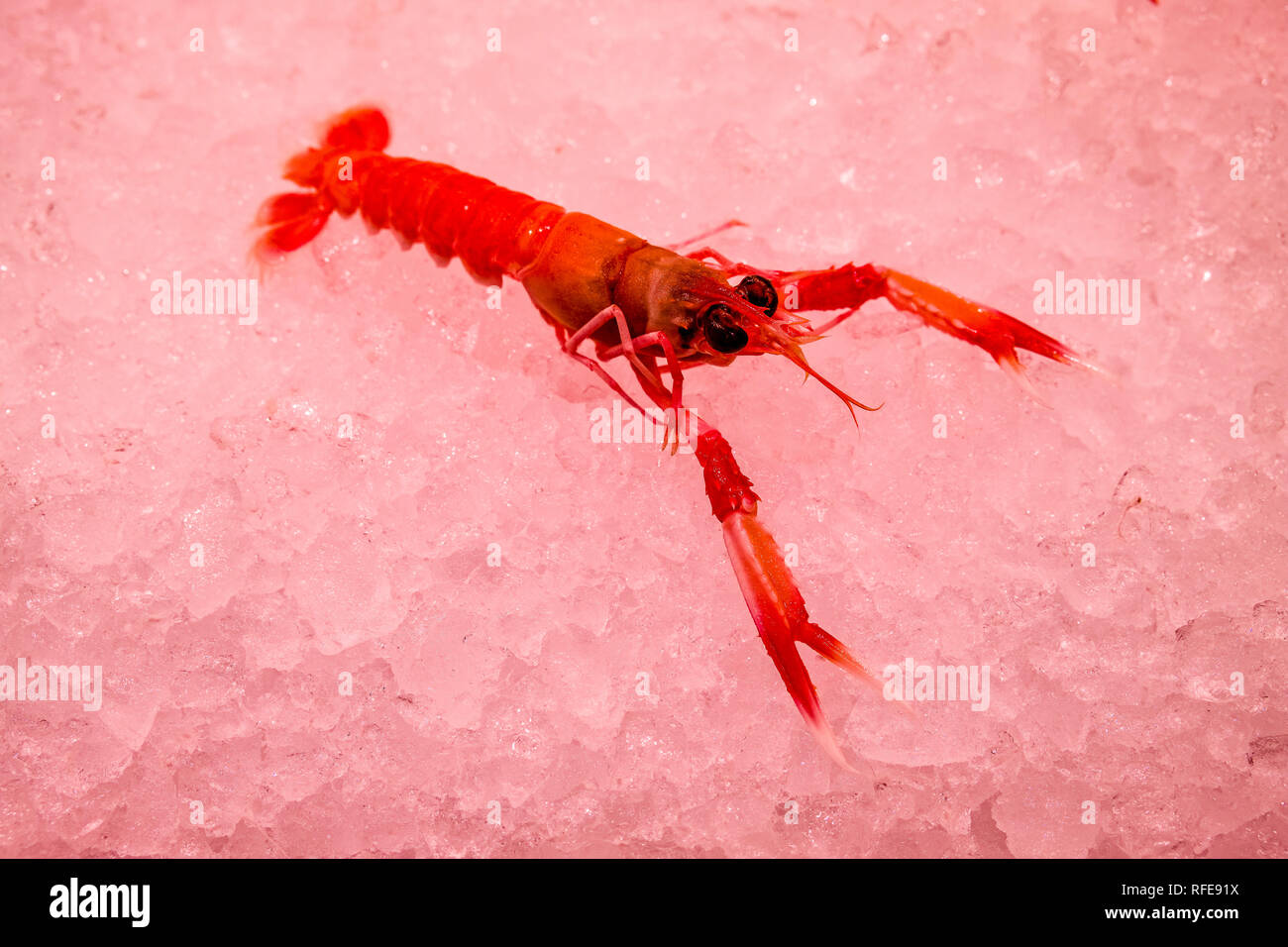 Gamba prawns (Aristeidae) are sold inside the Mercat de Sant Josep de ...