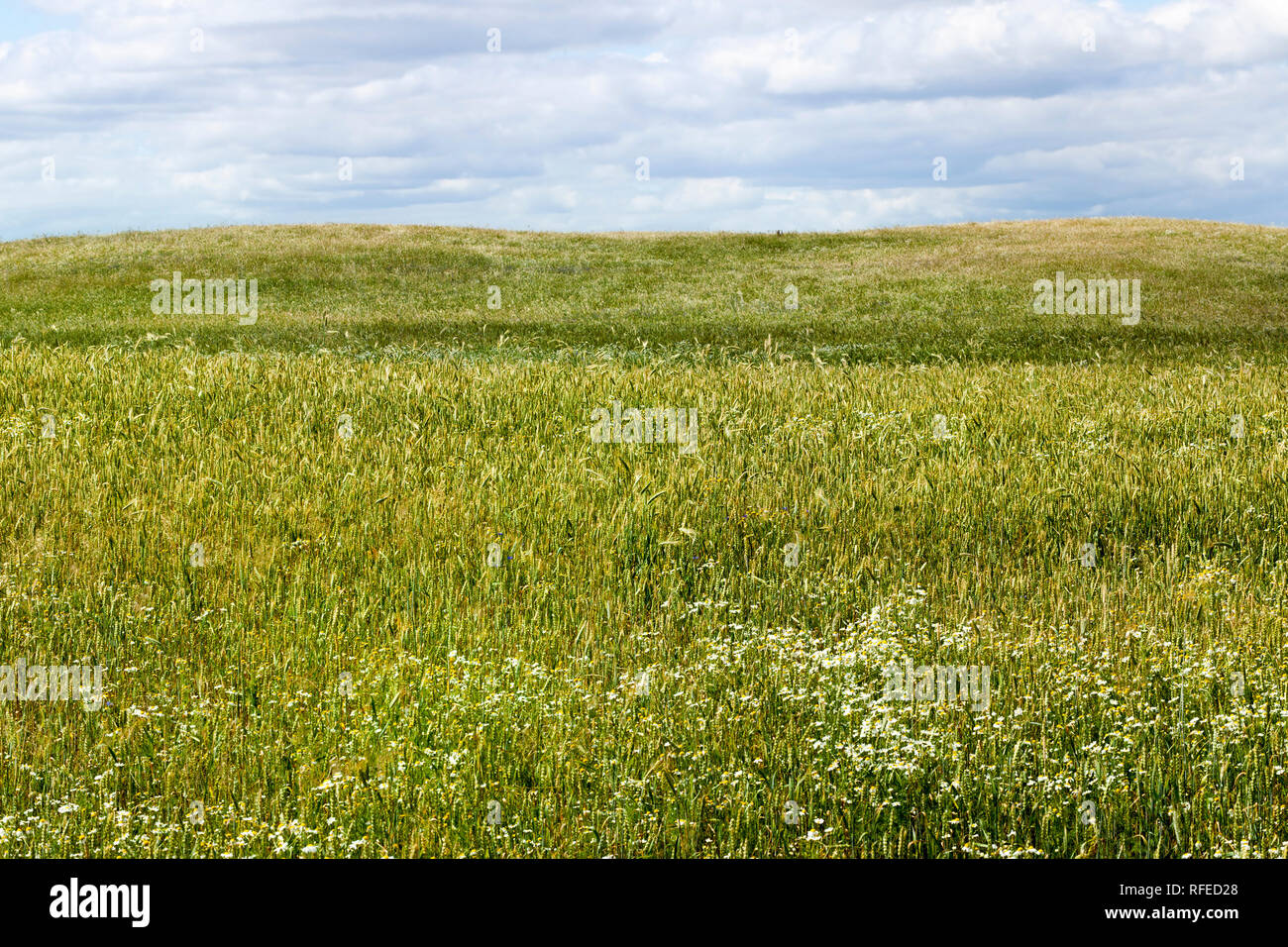 Agricultural fields with cereals and a large number of weeds and weed ...