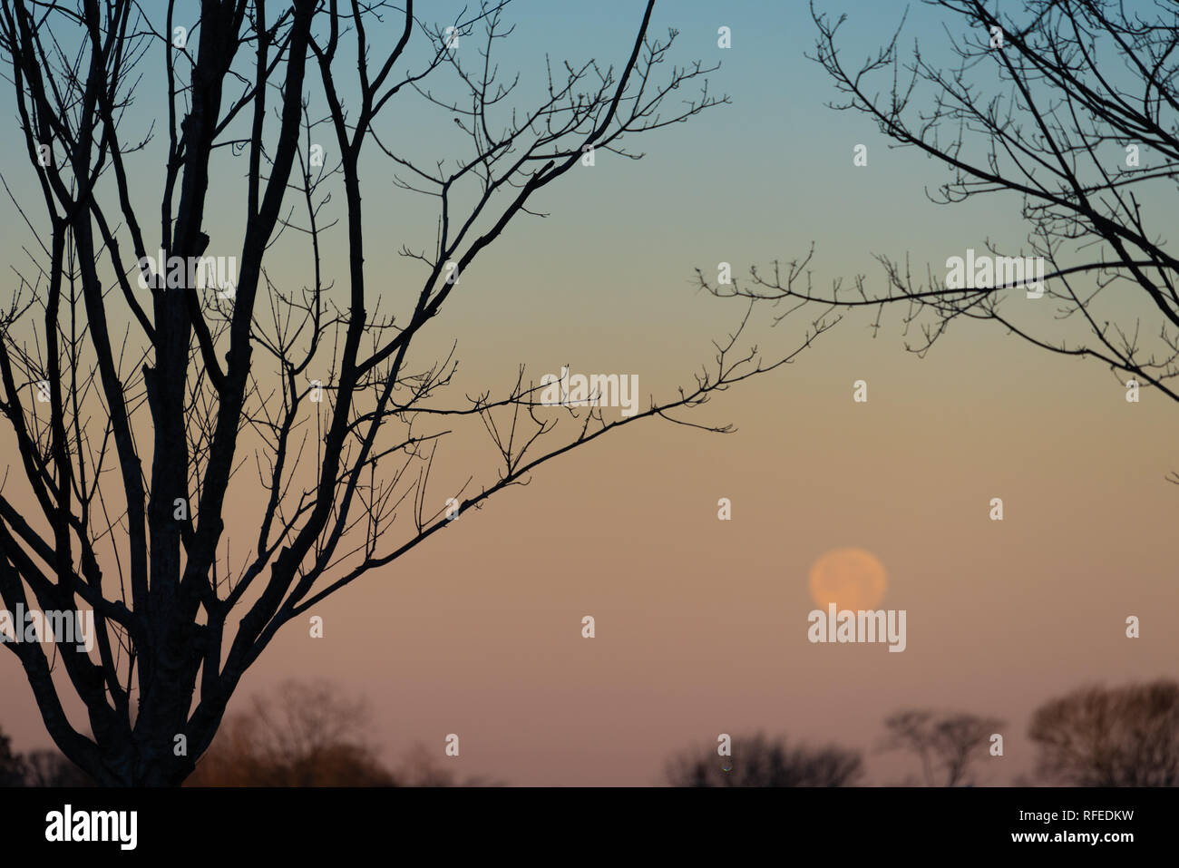Full moon setting beyond silhouetted trees in the pastel colors of dawn ...