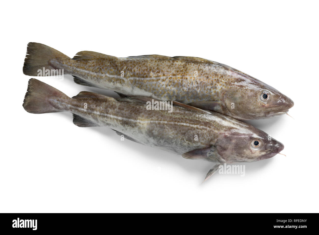 Pair of fresh raw cod fishes isolated on white background Stock Photo ...