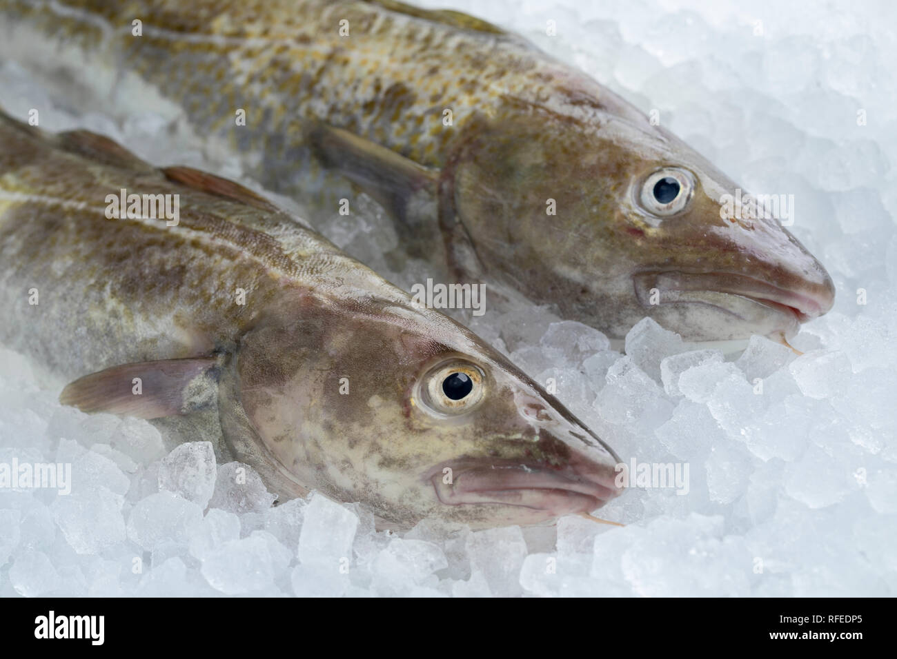 Pair of fresh raw cod fishes on ice Stock Photo - Alamy