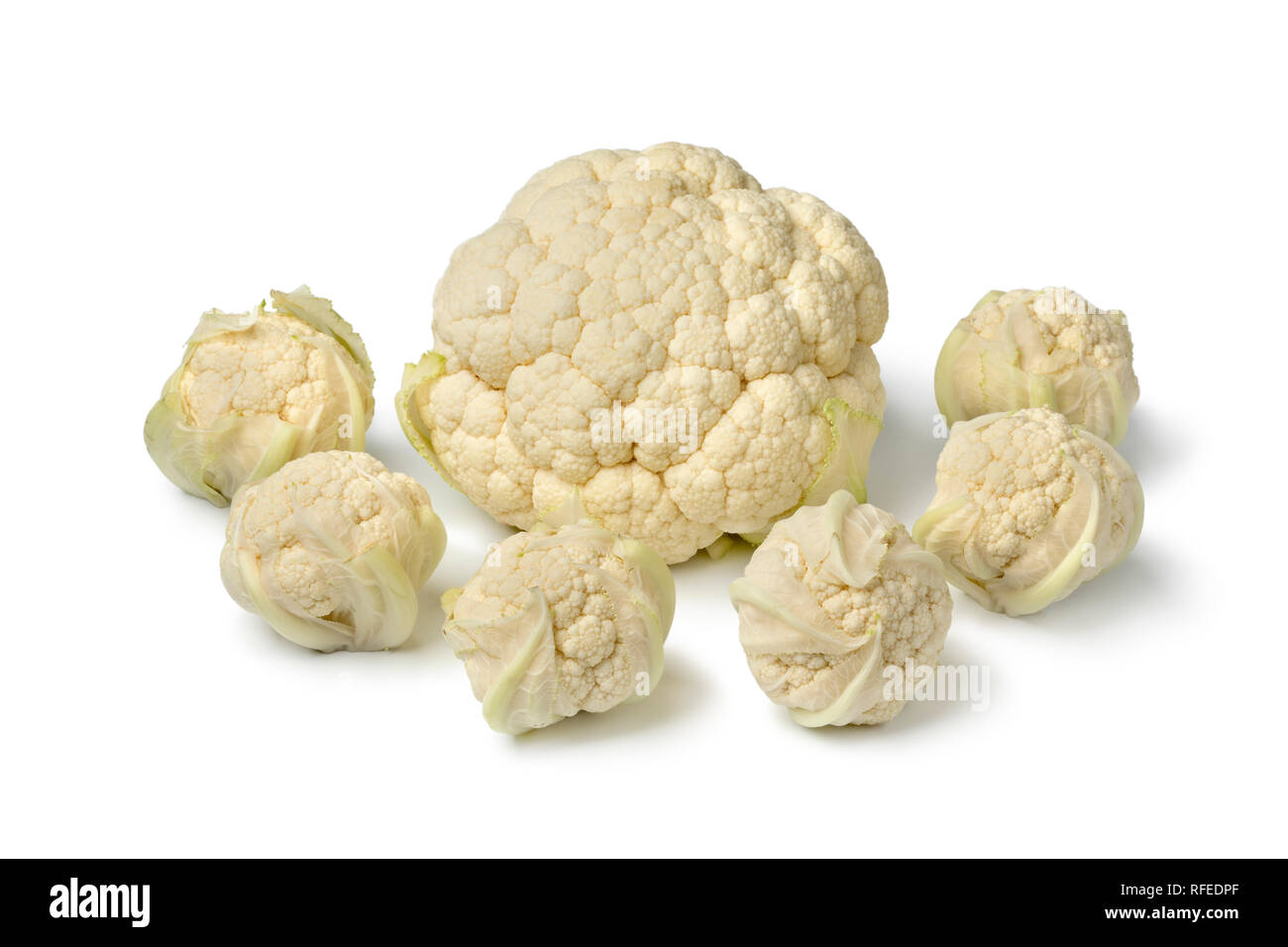 Large cauliflower and mini cauliflowers isolated on white background ...