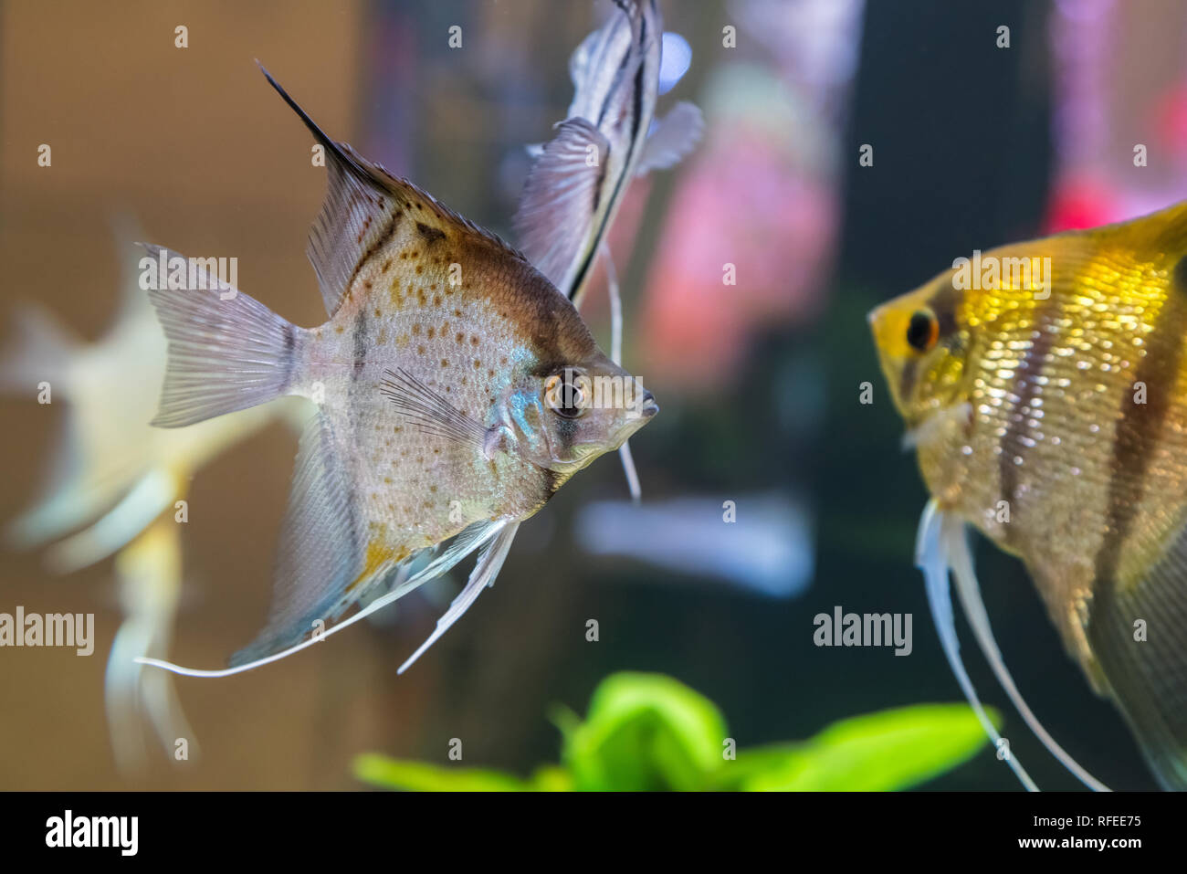 Tropical freshwater aquarium with colourful fish and green plants Stock ...