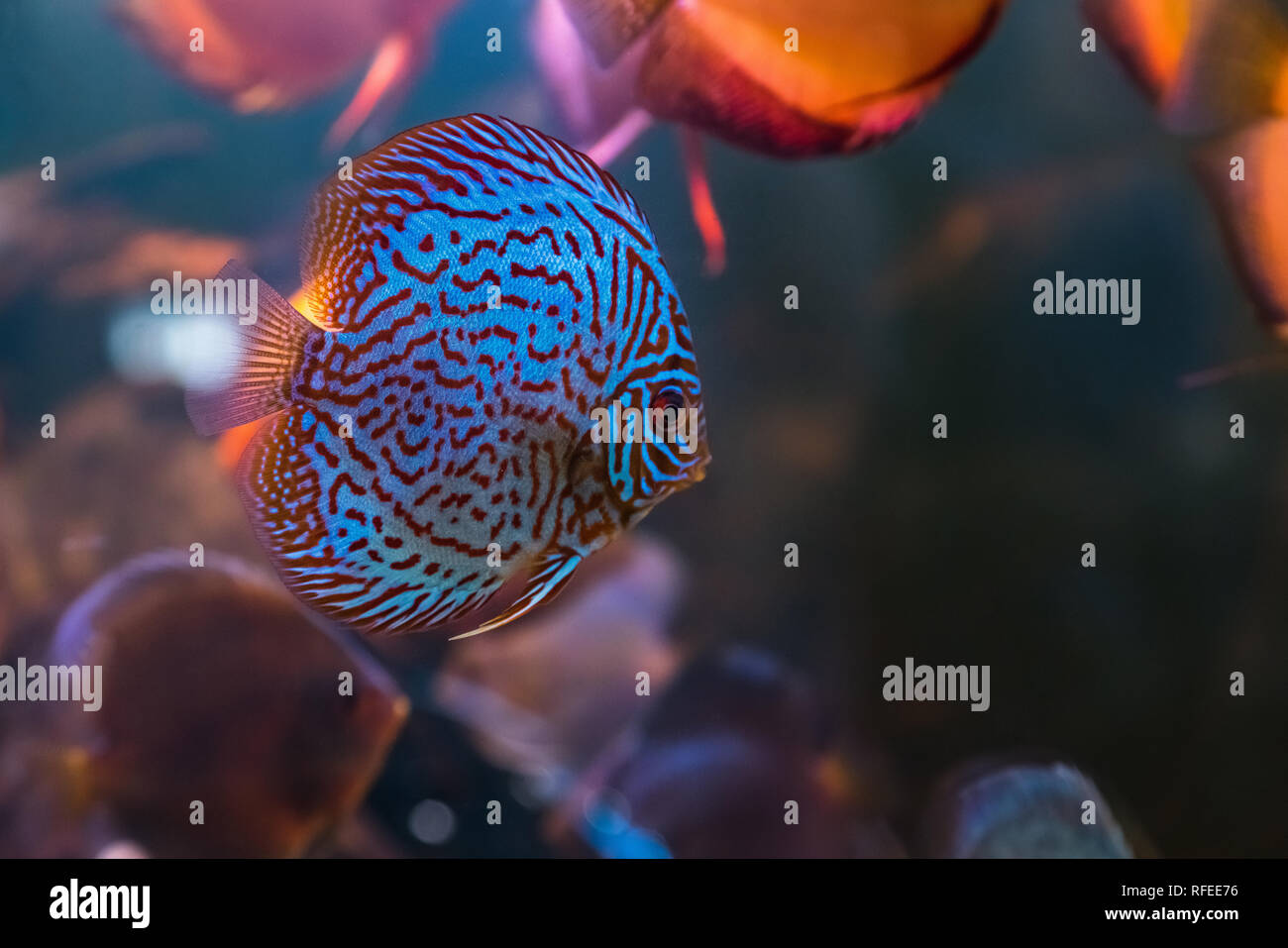 Tropical freshwater aquarium with beautiful colourful fish under water ...