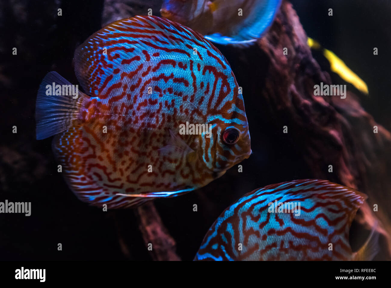 Tropical freshwater aquarium with beautiful colourful fish under water ...