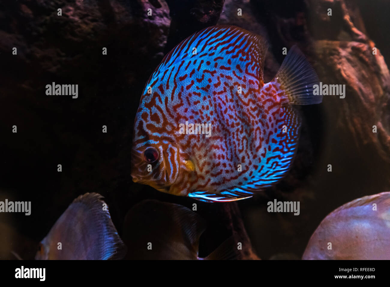 Beautiful Tropical Freshwater Fish