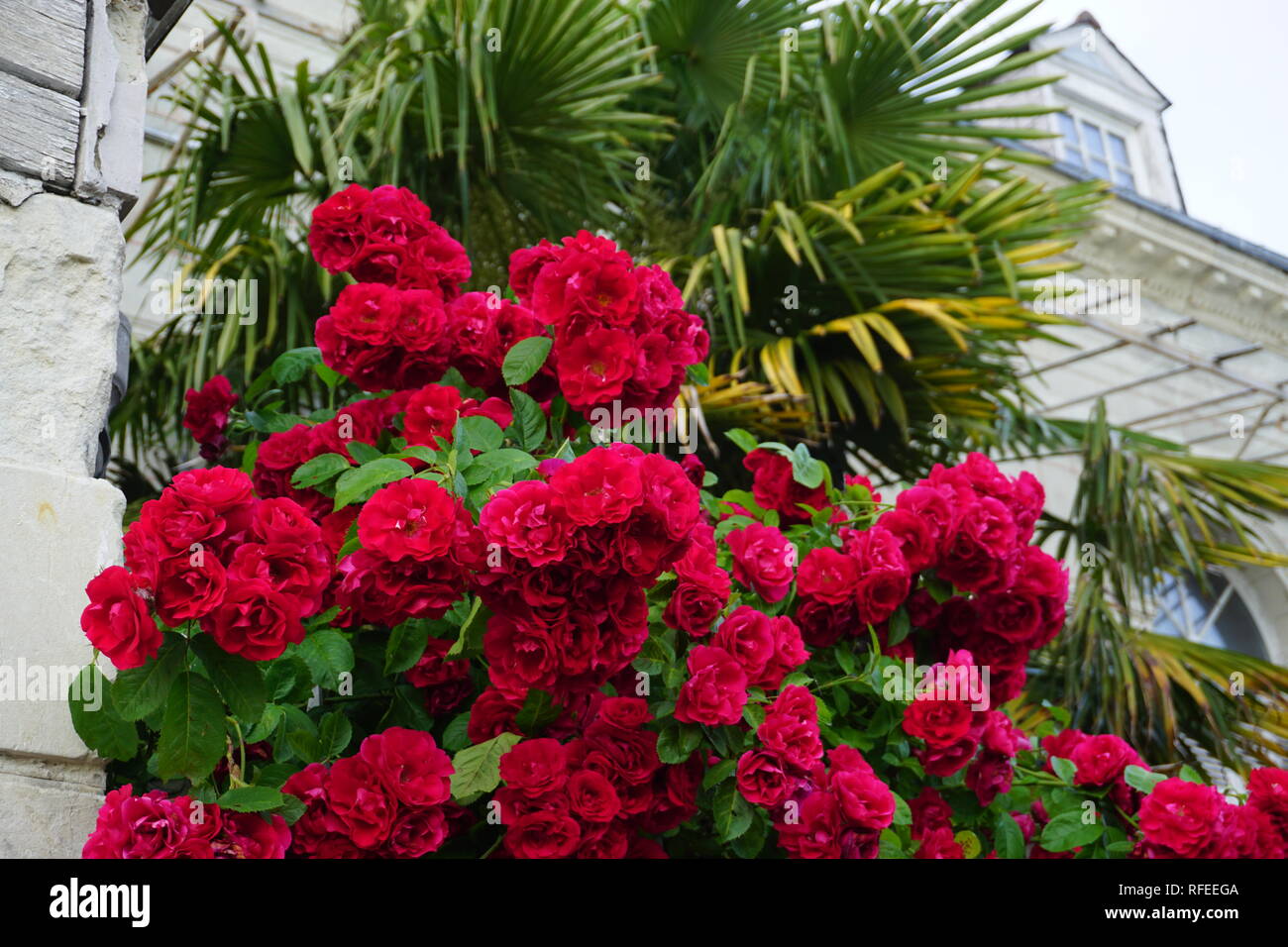 Vivid red roses in full bloom with a palm tree in the patio of an old ...