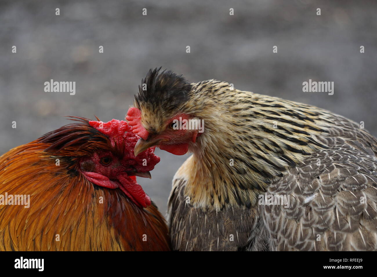 Roosters hi-res stock photography and images - Alamy