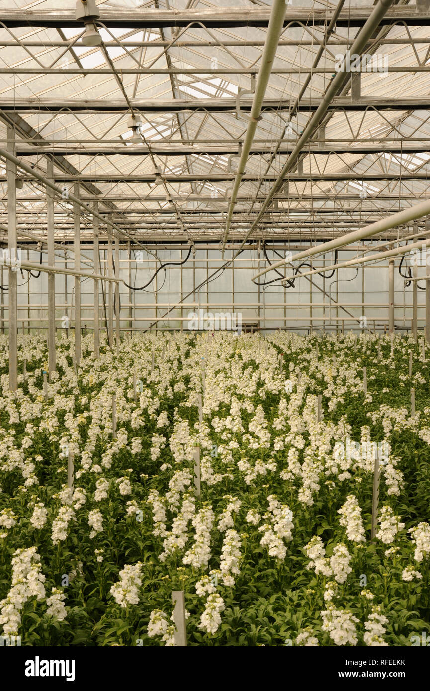 Greenhouses in the Netherlands Stock Photo - Alamy