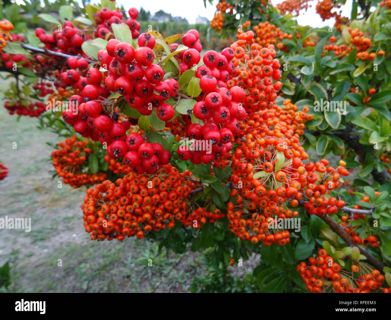 Small orange berries hi-res stock photography and images - Alamy