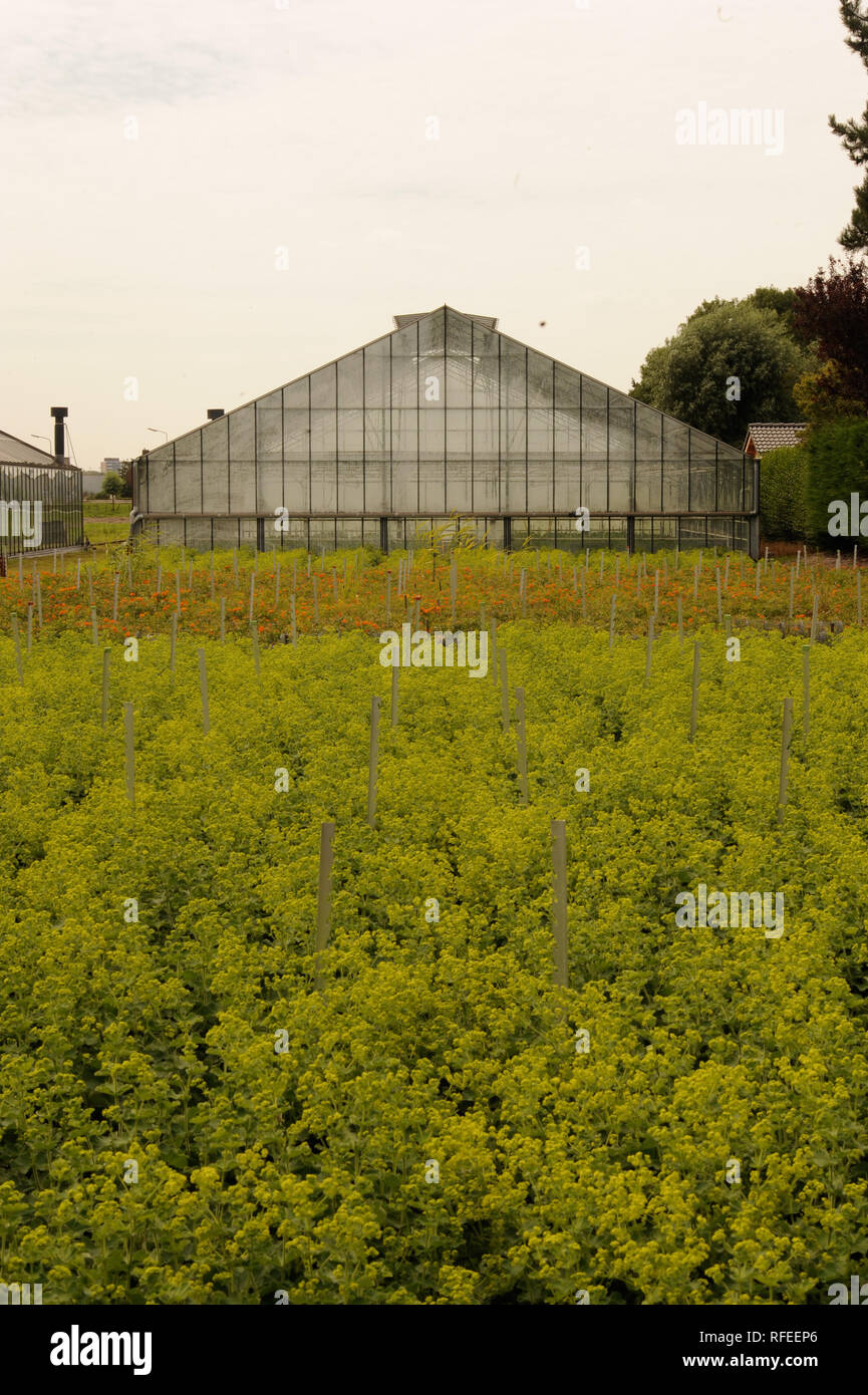 Dutch greenhouses hi-res stock photography and images - Alamy