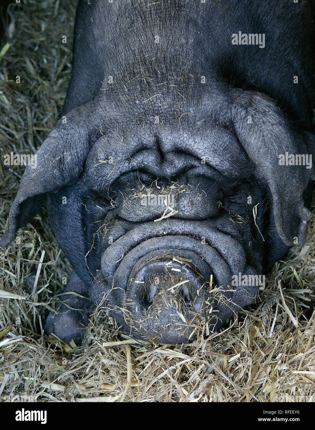 wrinkled fat black pig with flabby face sleeping Stock Photo - Alamy