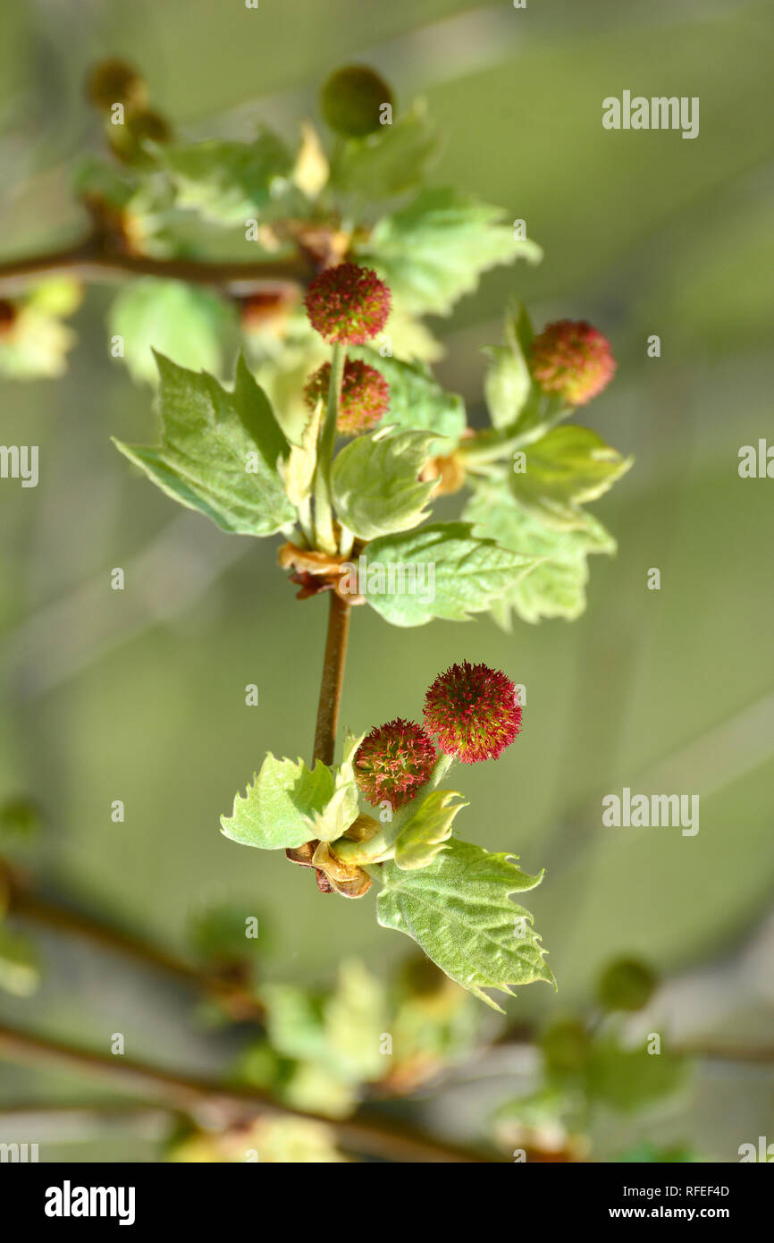London plane, London planetree, or hybrid plane, Ahornblättrige Platane ...