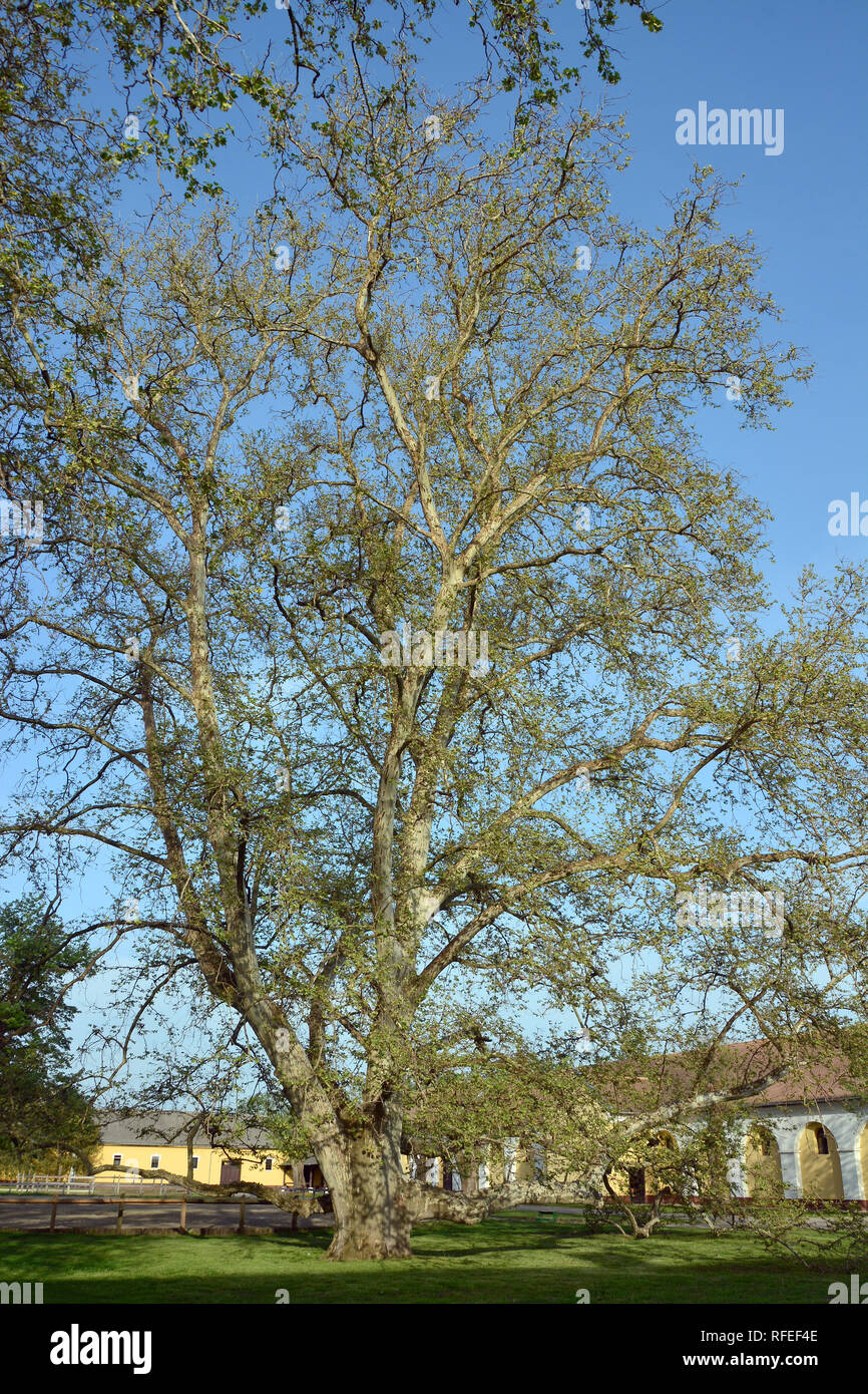 London plane, London planetree, or hybrid plane, Ahornblättrige Platane ...