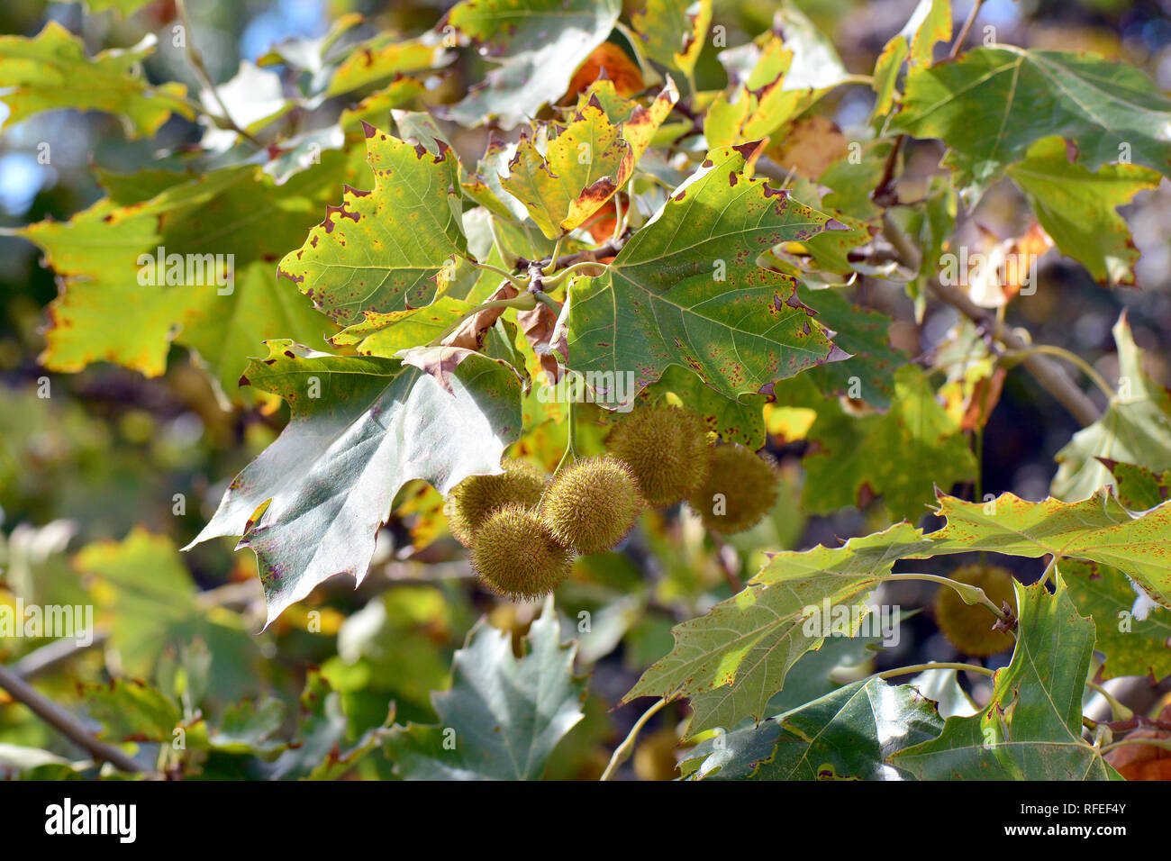 London plane, London planetree, or hybrid plane, Ahornblättrige Platane ...