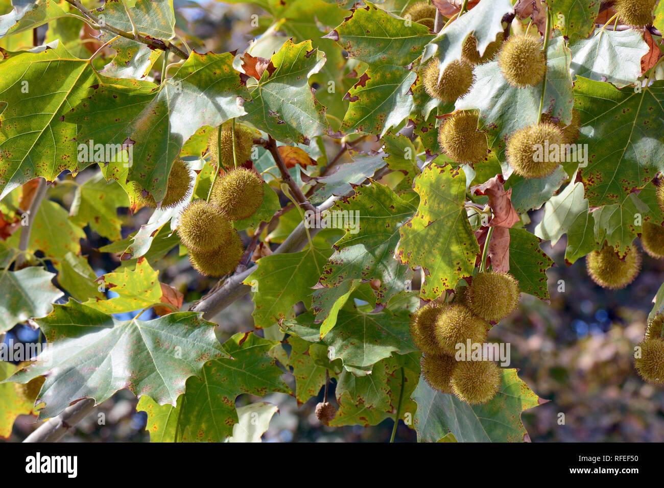 London plane, London planetree, or hybrid plane, Ahornblättrige Platane ...