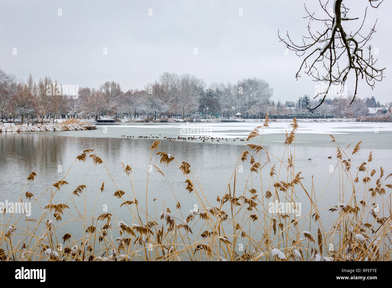 Overgrown animals hi-res stock photography and images - Alamy
