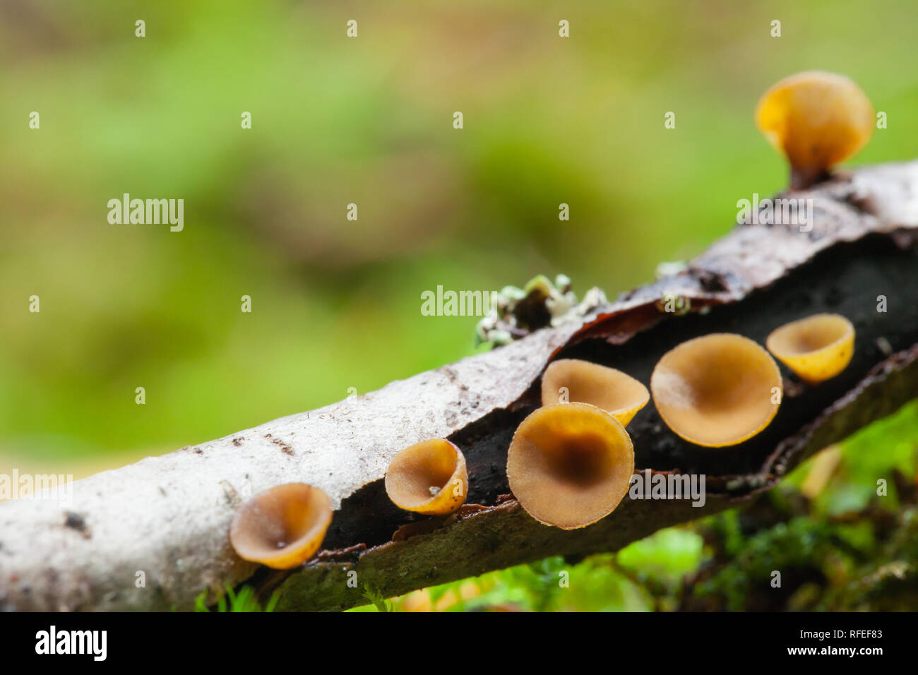 Brown cup fungi Stock Photo - Alamy