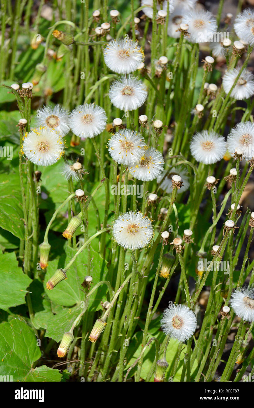 Huflattich tussilago farfara coltsfoot plant plants hi-res stock ...
