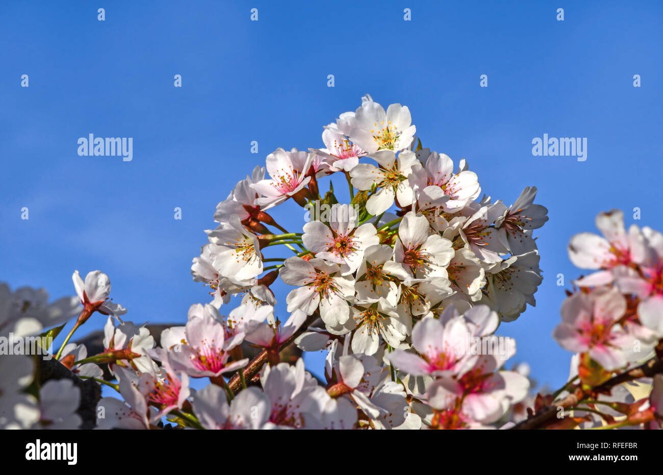Beautiful cherry blossom in spring hi-res stock photography and images ...