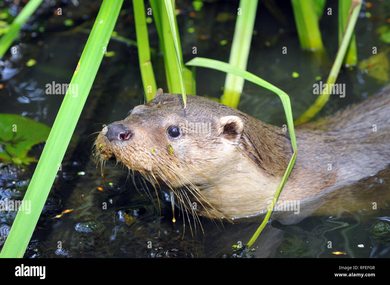 Eurasian otter, European otter, Eurasian river otter, common otter ...