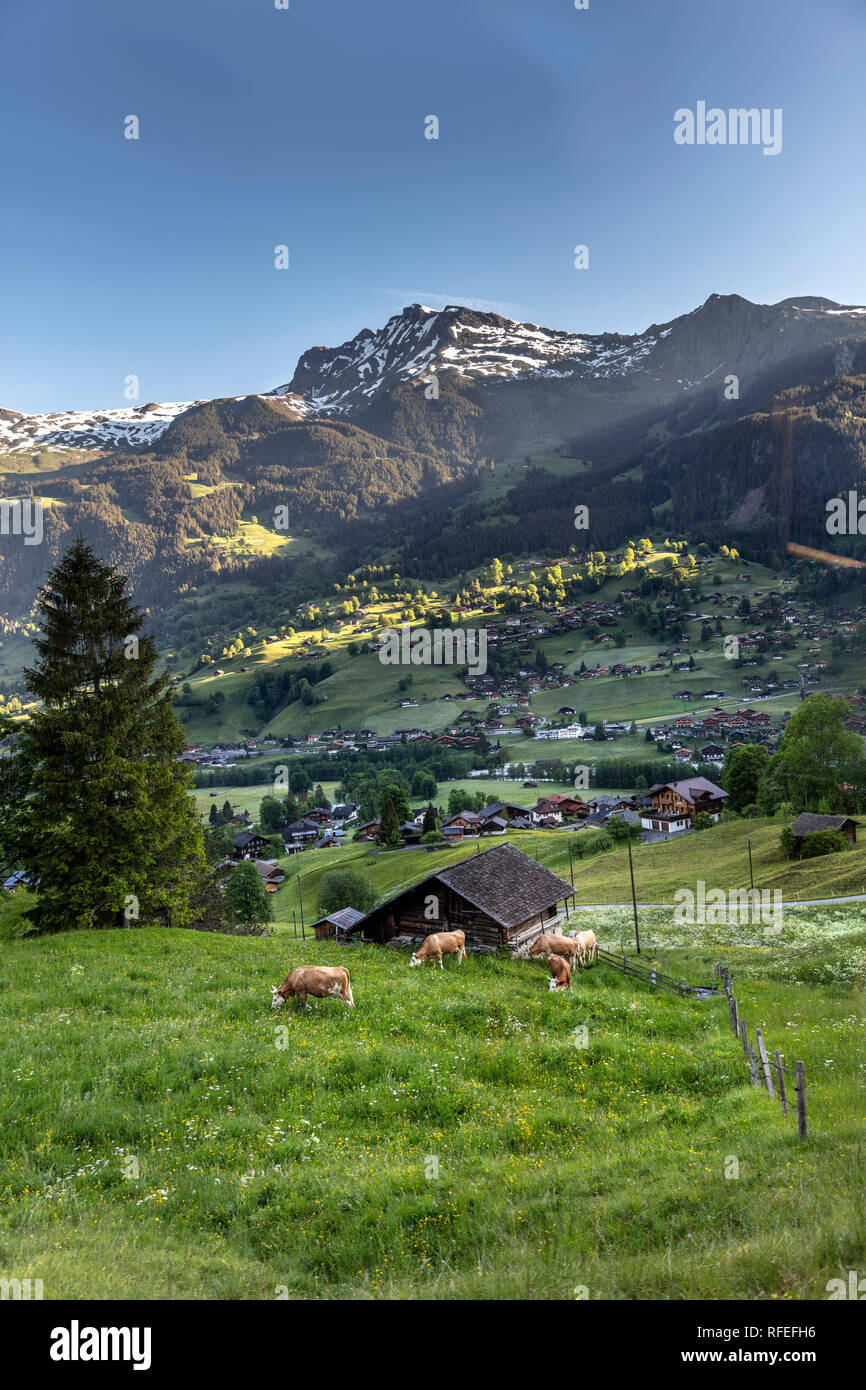 Switzerland, Alps, Berner Oberland, Grindelwald, Spring Stock Photo - Alamy