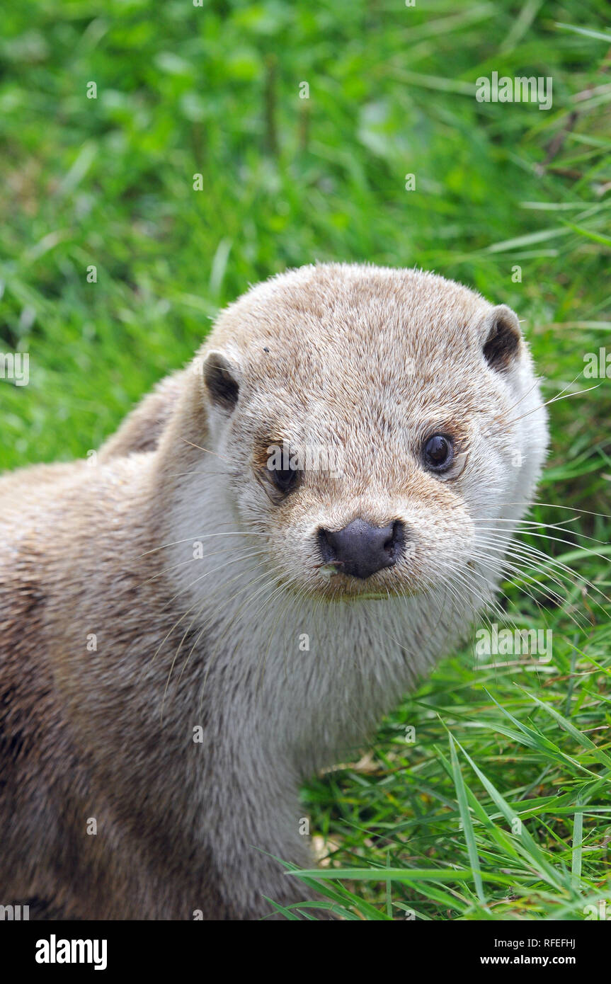 Eurasian otter, European otter, Eurasian river otter, common otter ...