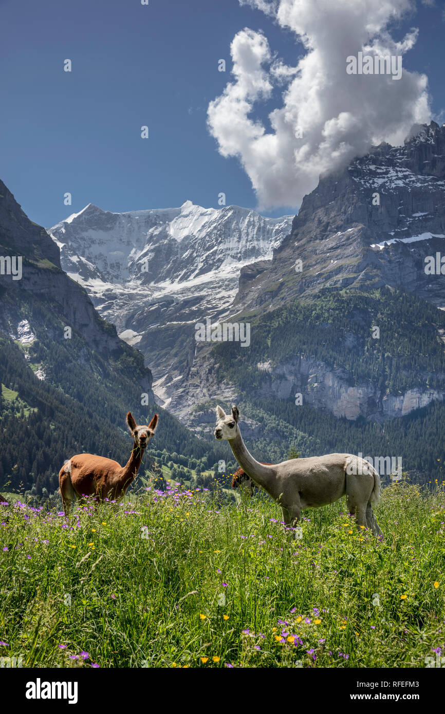 Switzerland, Alps, Berner Oberland, Grindelwald, Spring. Llamas or ...