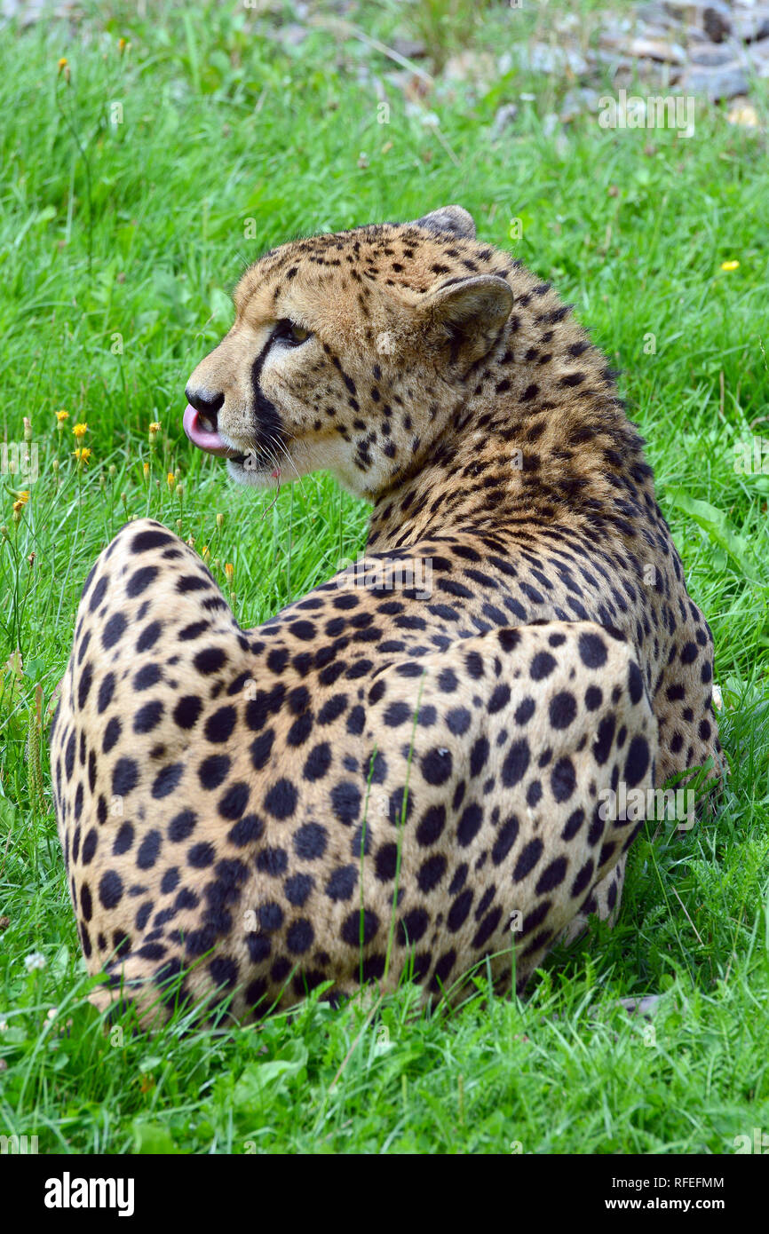 Gepard High Resolution Stock Photography and Images - Alamy