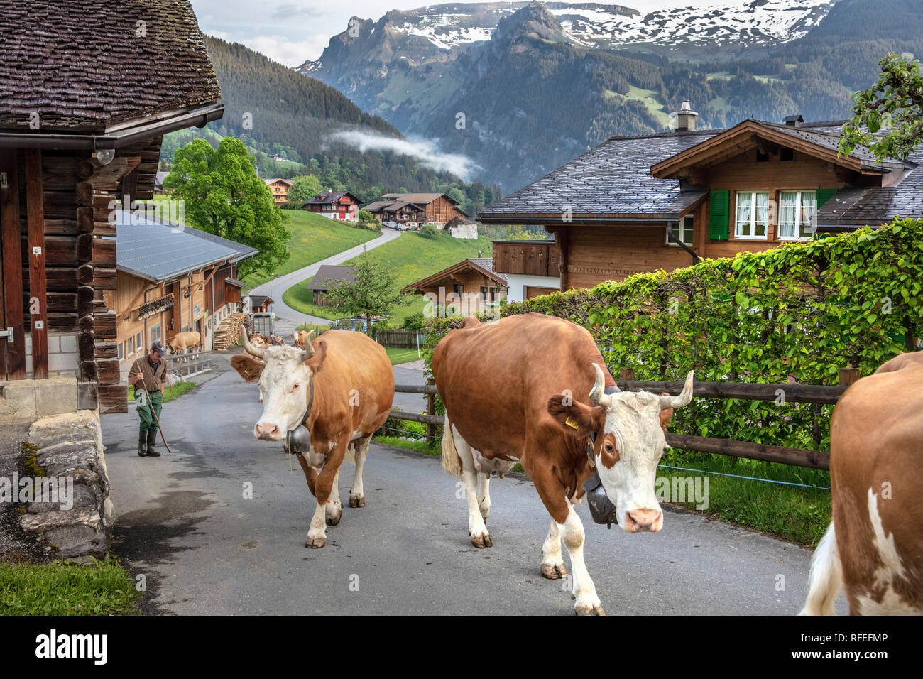 Switzerland, Alps, Berner Oberland, Grindelwald. Spring. Cows ...
