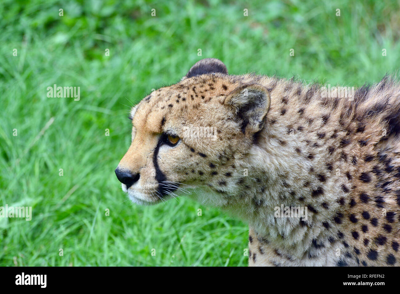 cheetah, Gepard, gepárd, Acinonyx jubatus Stock Photo - Alamy