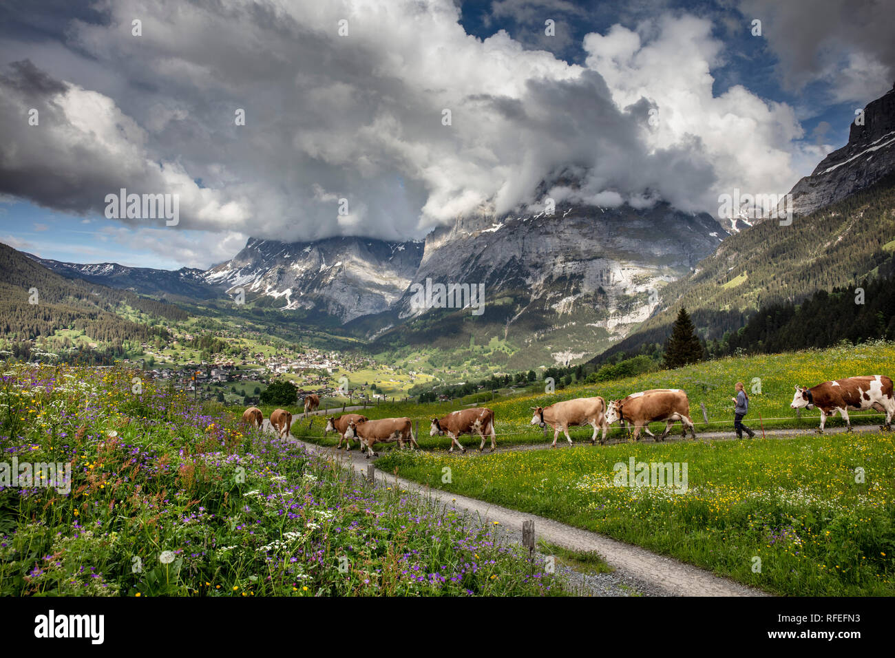 Switzerland, Alps, Berner Oberland, Grindelwald. Spring. Cows ...