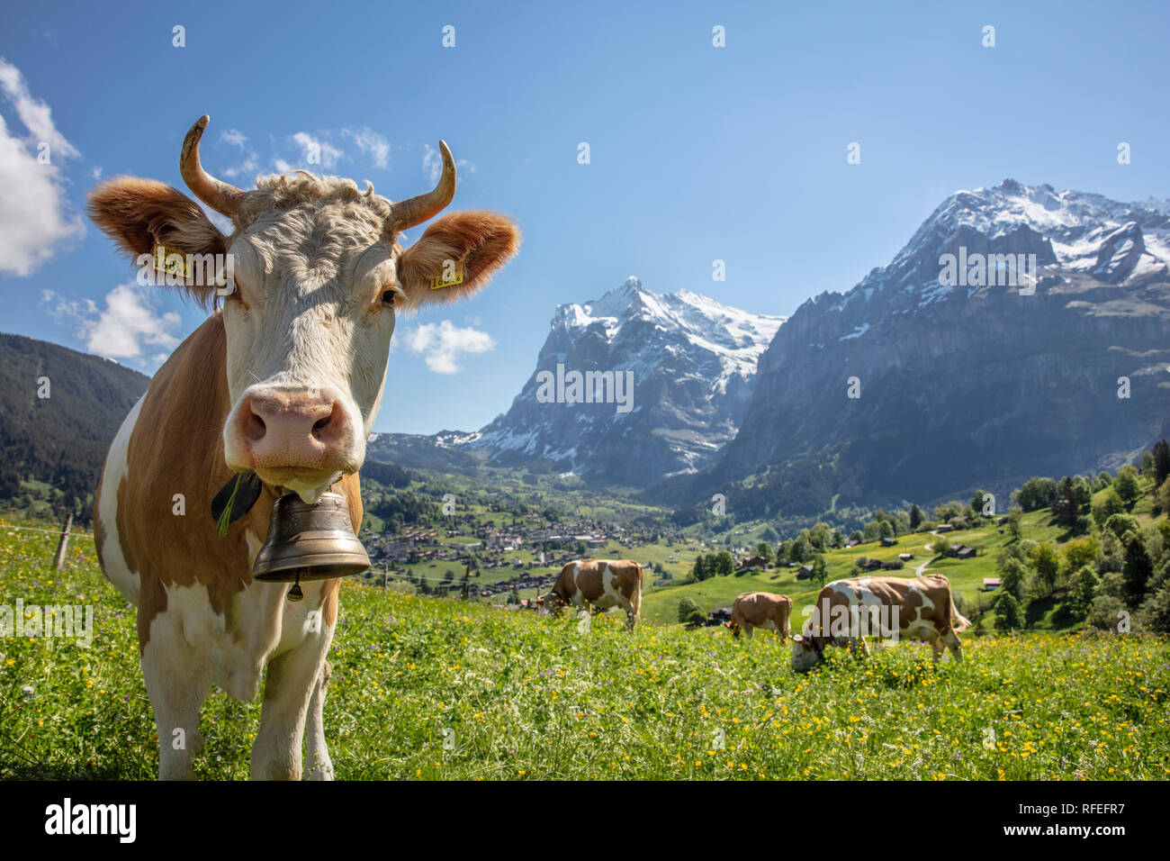 Switzerland, Alps, Berner Oberland, Grindelwald. Spring. Cows ...