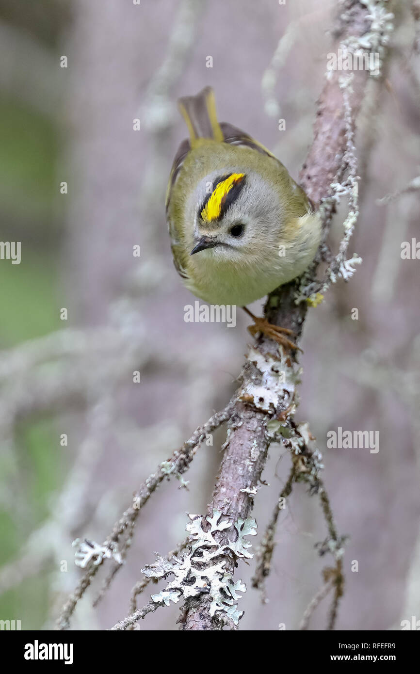 goldcrest in the tree Stock Photo - Alamy