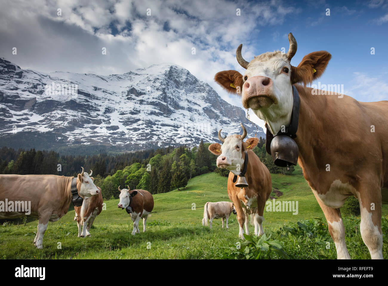 Switzerland, Alps, Berner Oberland, Grindelwald. Spring. Cows ...