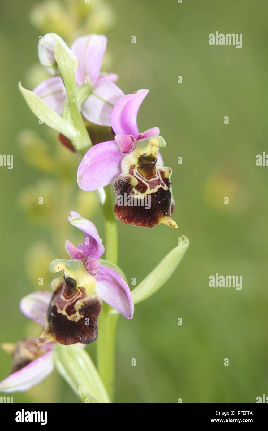 Late Spider orchid (Ophrys fuciflora) flowering in a nature reserve in ...