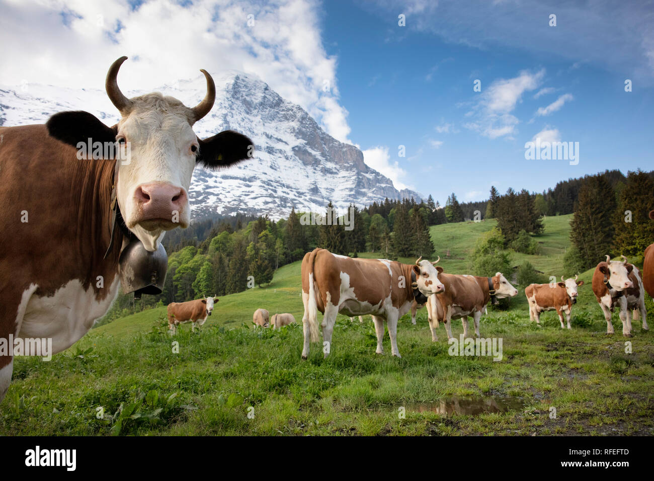 Switzerland, Alps, Berner Oberland, Grindelwald. Spring. Cows ...