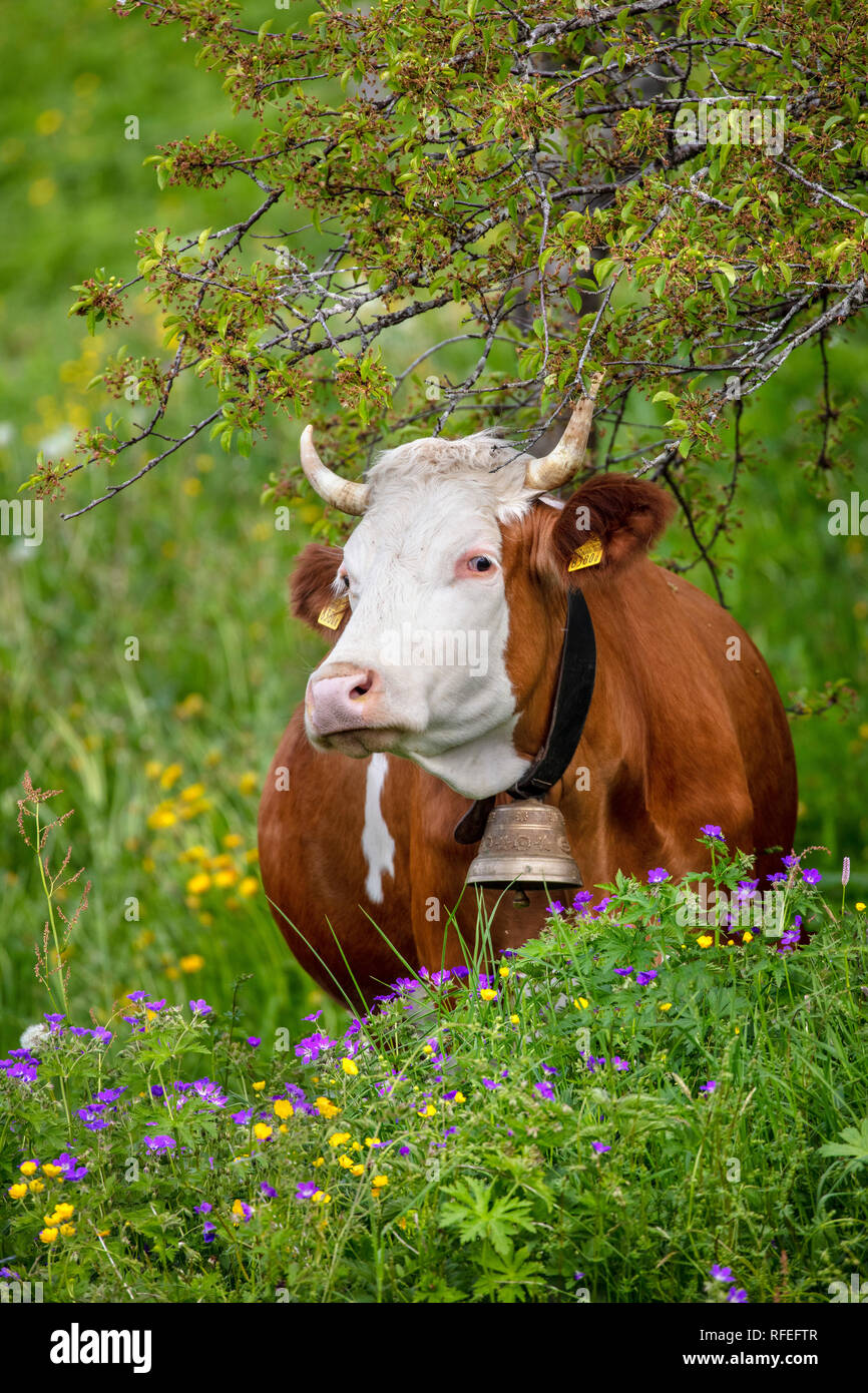 Spring cow hi-res stock photography and images - Alamy