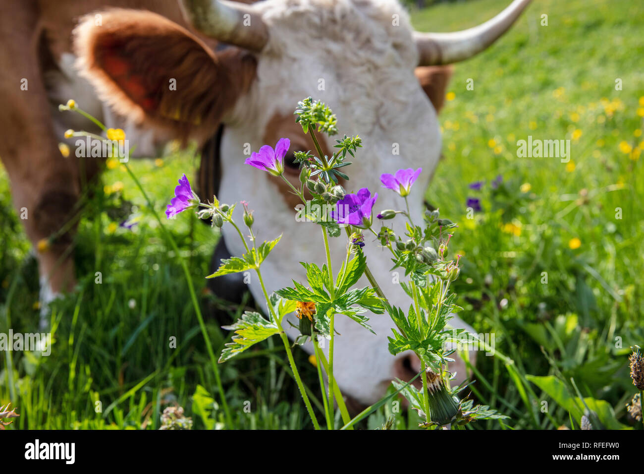 Spring cow hi-res stock photography and images - Alamy