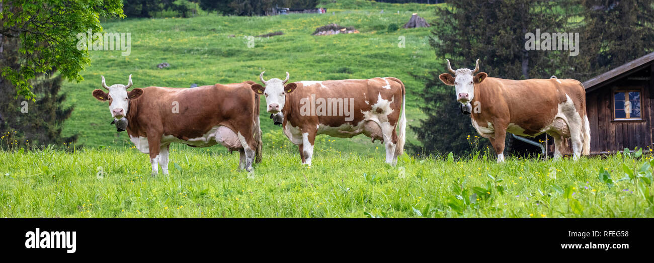 Switzerland, Alps, Berner Oberland, Grindelwald, cows. Simmental cattle ...