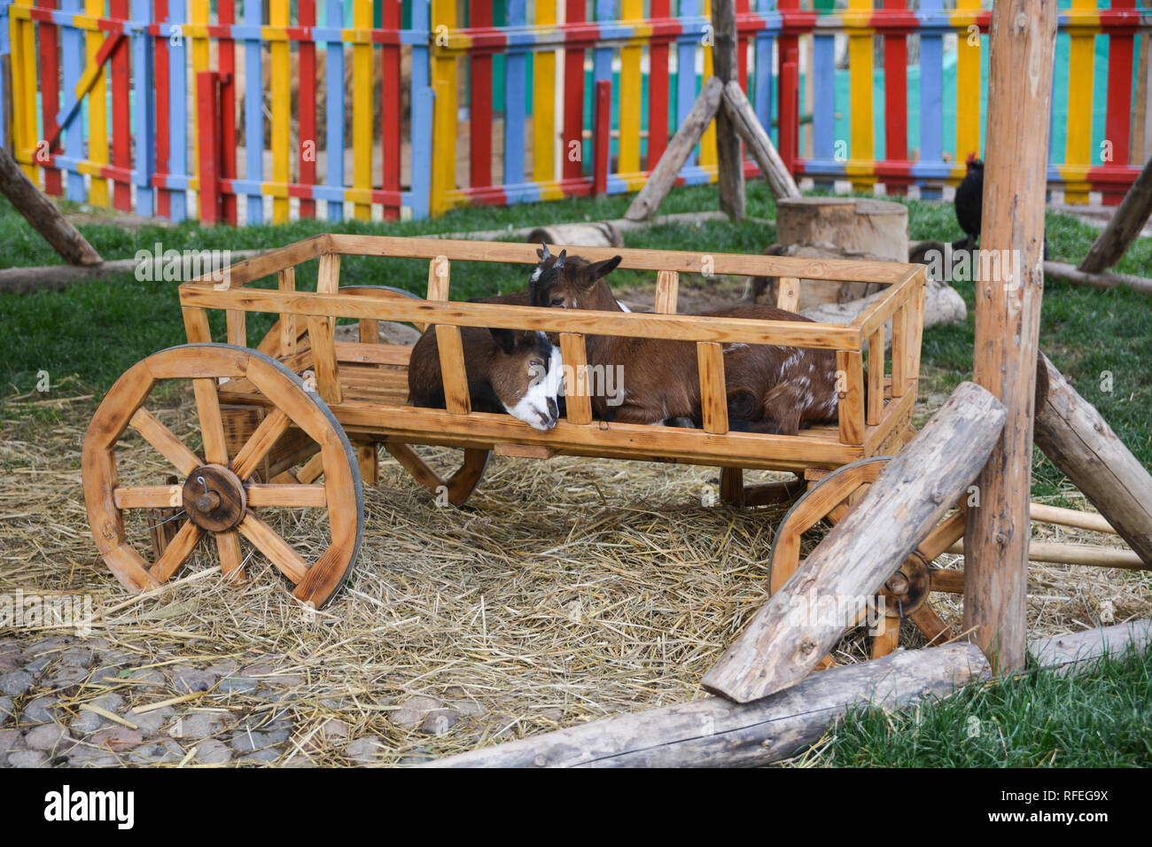 2 Goat sitting in the cart. Color fence background Stock Photo - Alamy