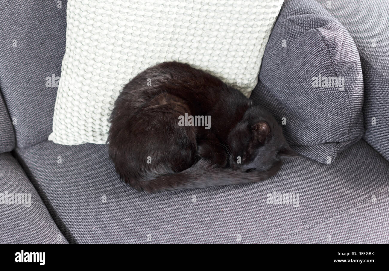Black cat sleeping on sofa, grey sofa Stock Photo - Alamy
