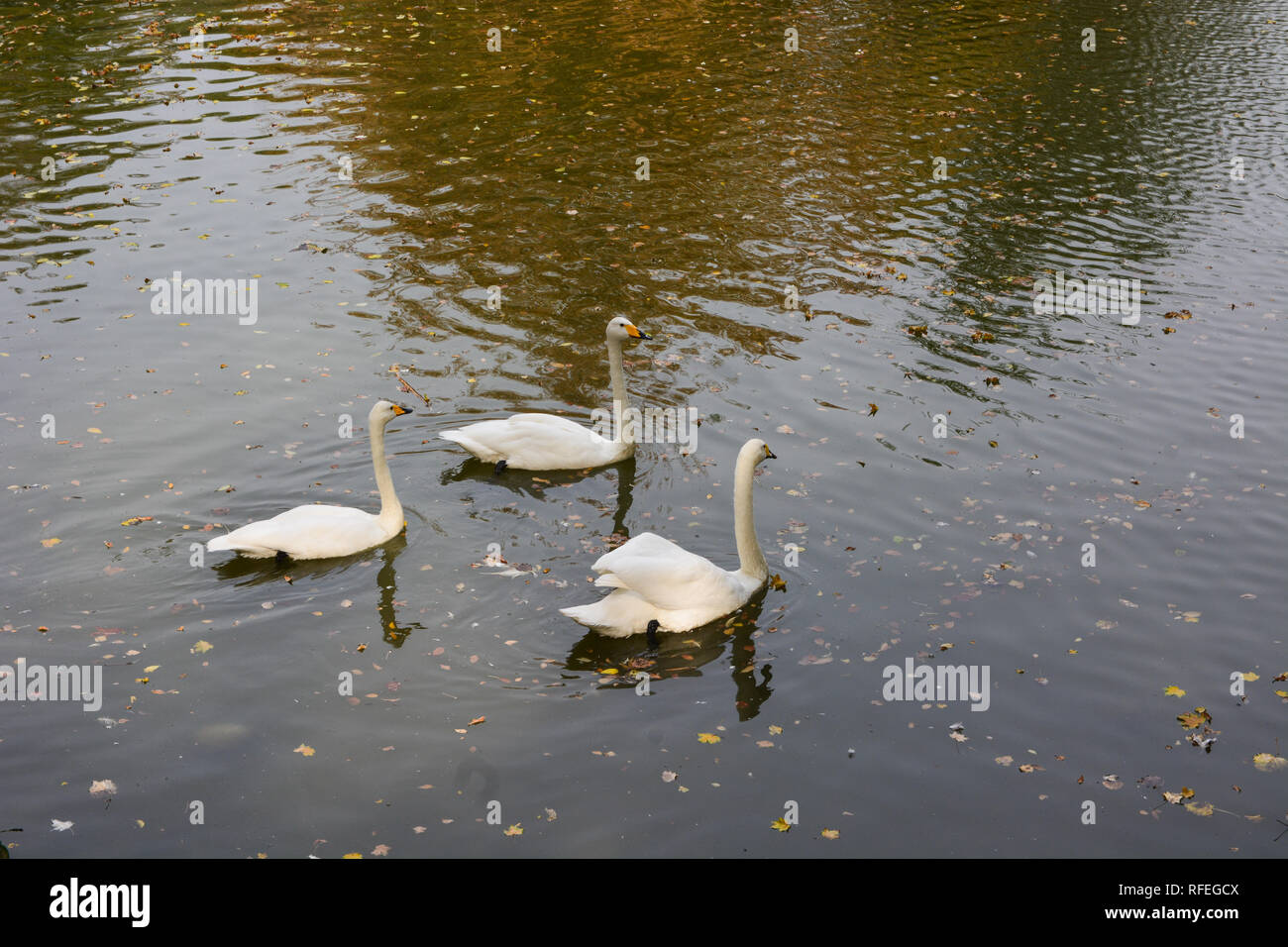 Three white swans swim in the pond Stock Photo - Alamy