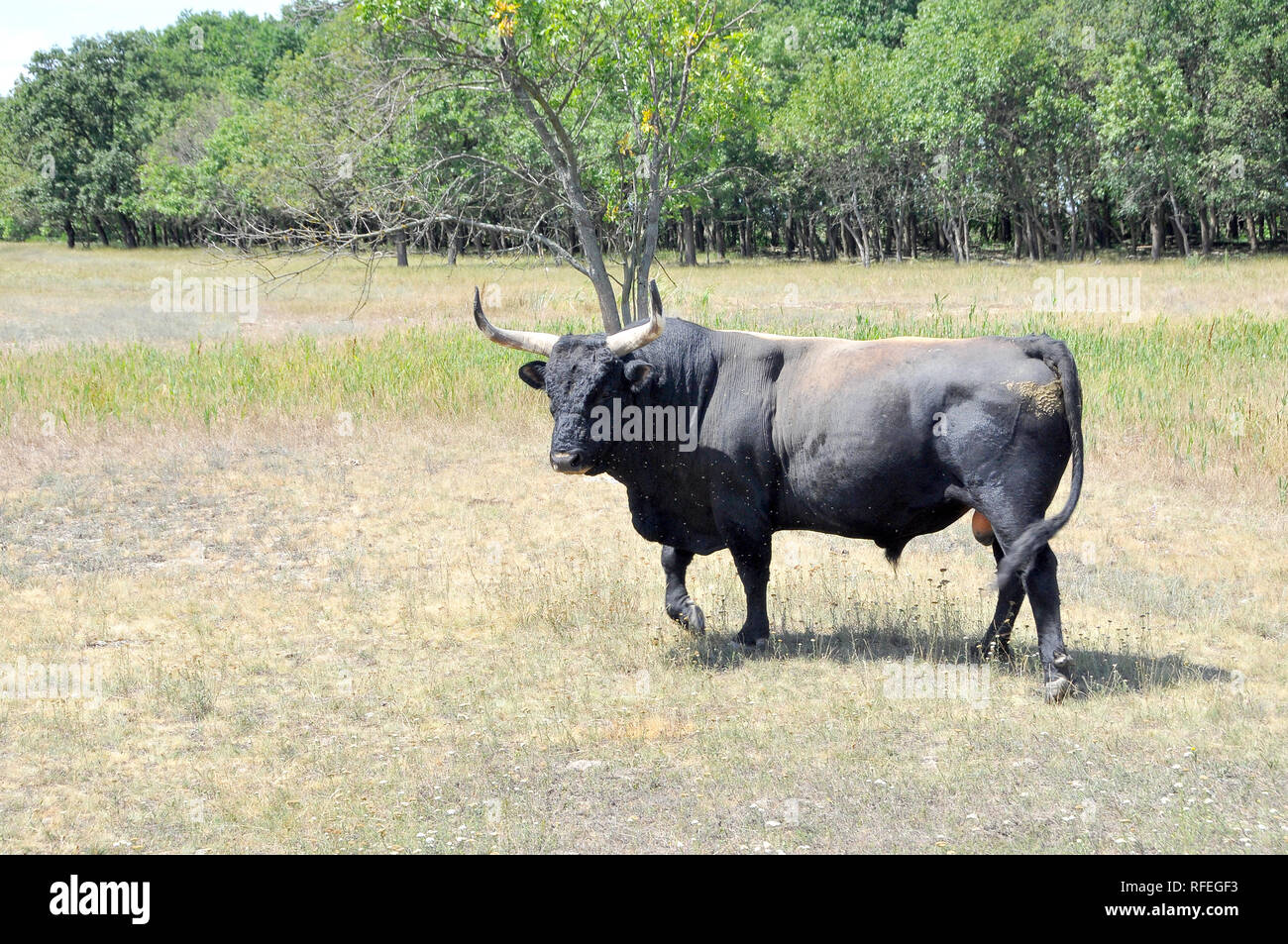 Heck cattle bos primigenius primigenius hi-res stock photography and ...